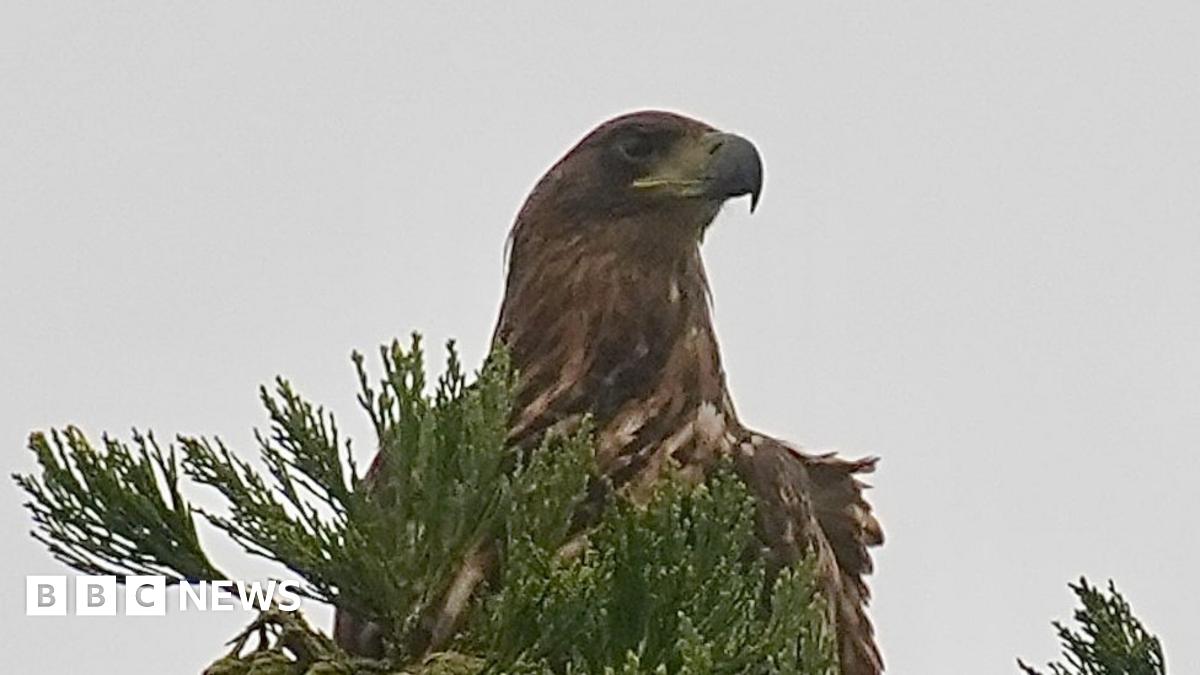 Pair of white-tailed sea eagles spotted in Suffolk - BBC News
