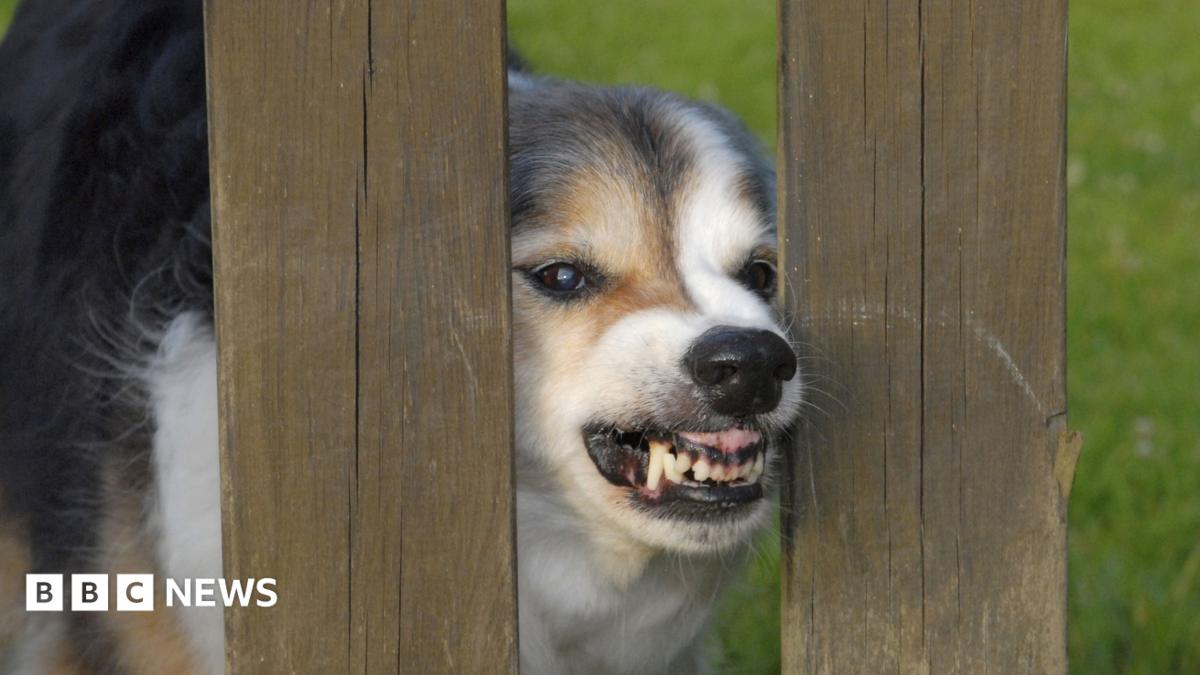 Scottish Borders dog control order action stepped up - BBC News