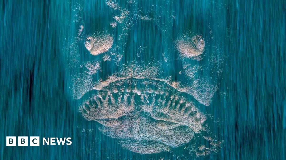 Wildlife Photographer of the Year: ghostly face or fish? - BBC News