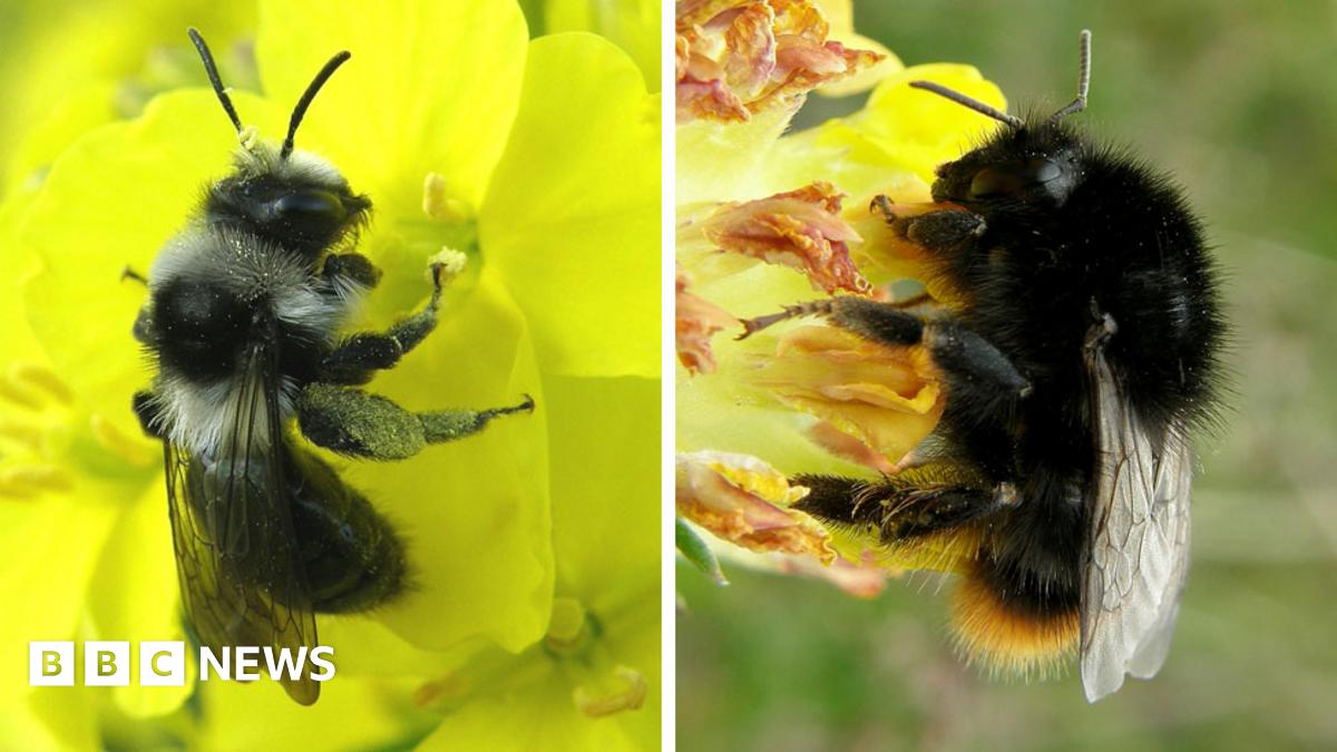 Bees: Many British pollinating insects in decline, study shows - BBC News
