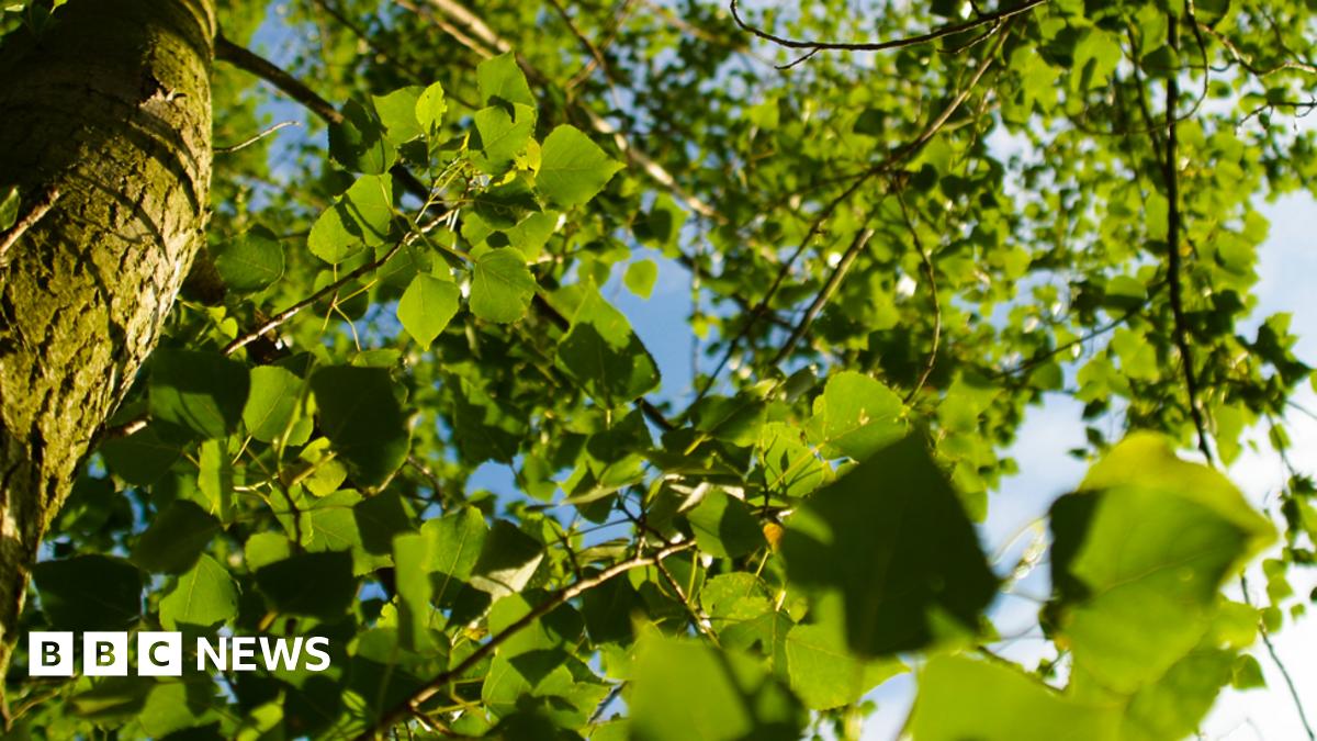 Rise in CO2 has 'greened Planet Earth' - BBC News