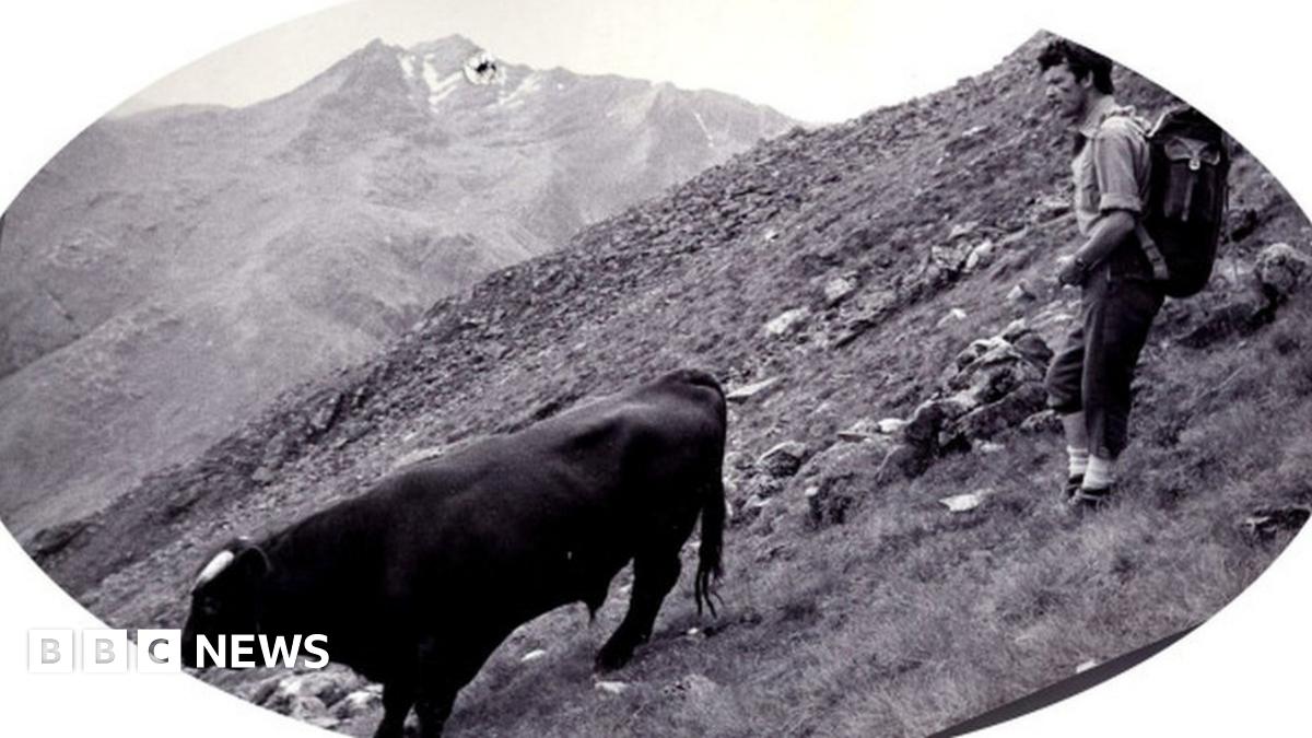 When a raging bull climbed a Scottish mountain - BBC News