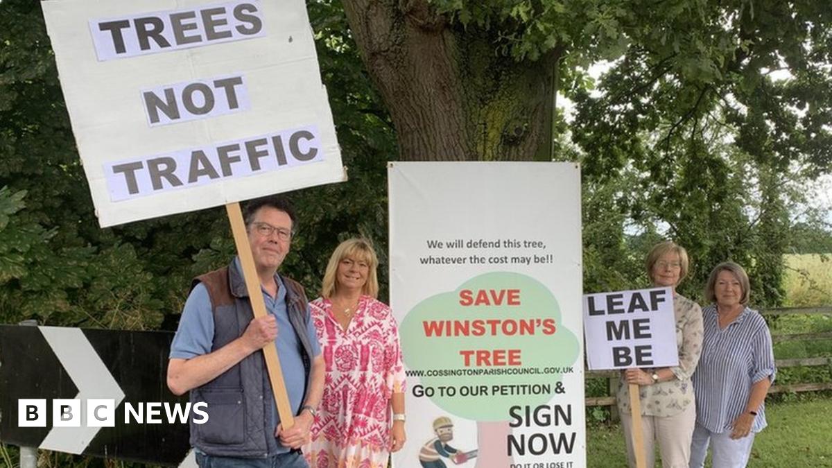 Cossington: Protest against plan to fell Winston Churchill tree - BBC News