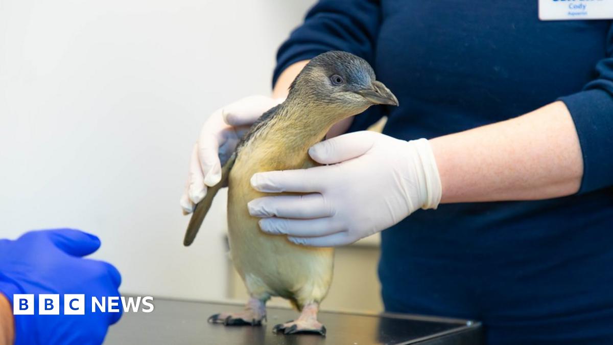 Penguin becomes first to undergo MRI scan in Somerset - BBC News