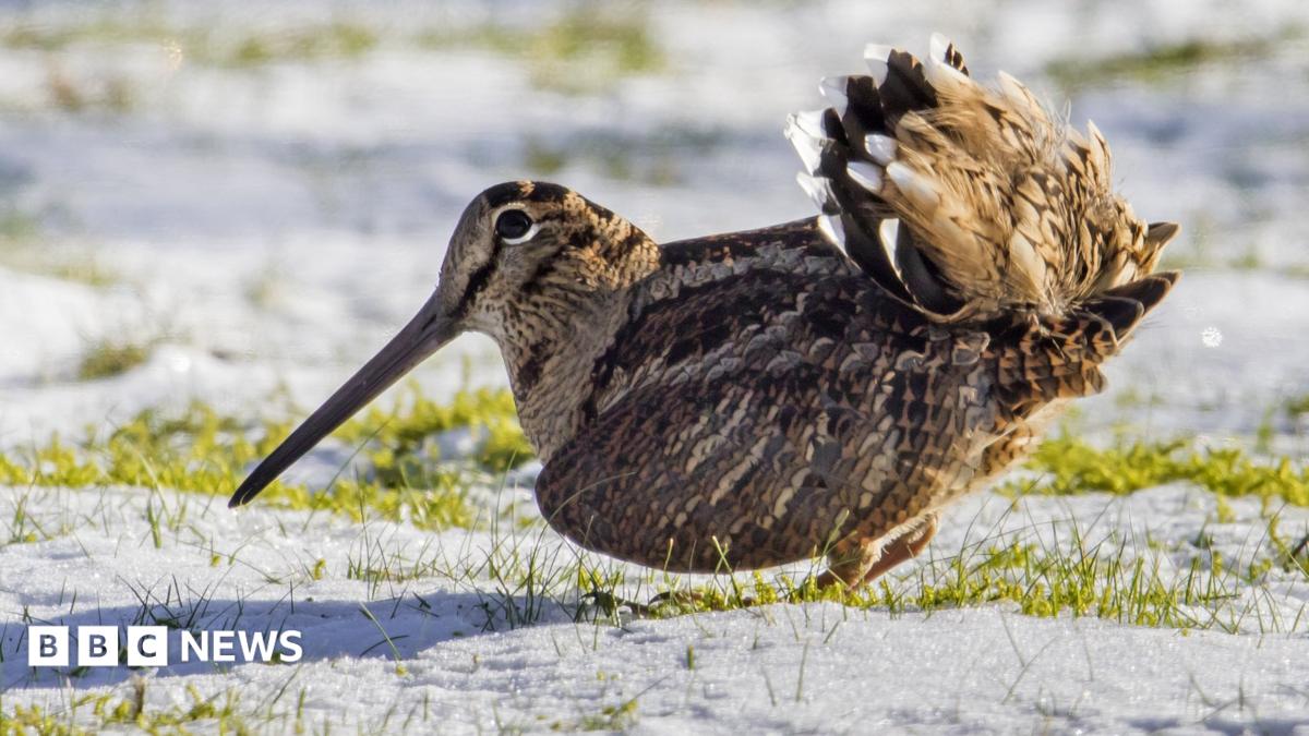 Suffolk Wildlife Trust's Worlingham Marshes project gets £2m in lottery ...