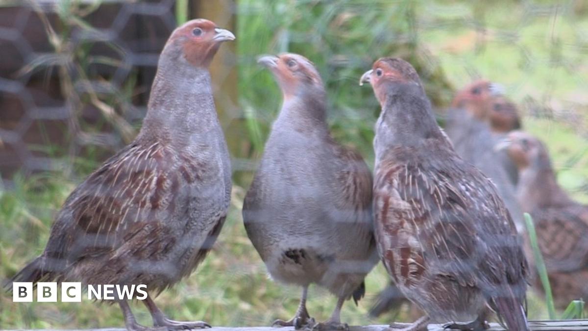 Childhood memory inspires return of grey partridge to NI - BBC News