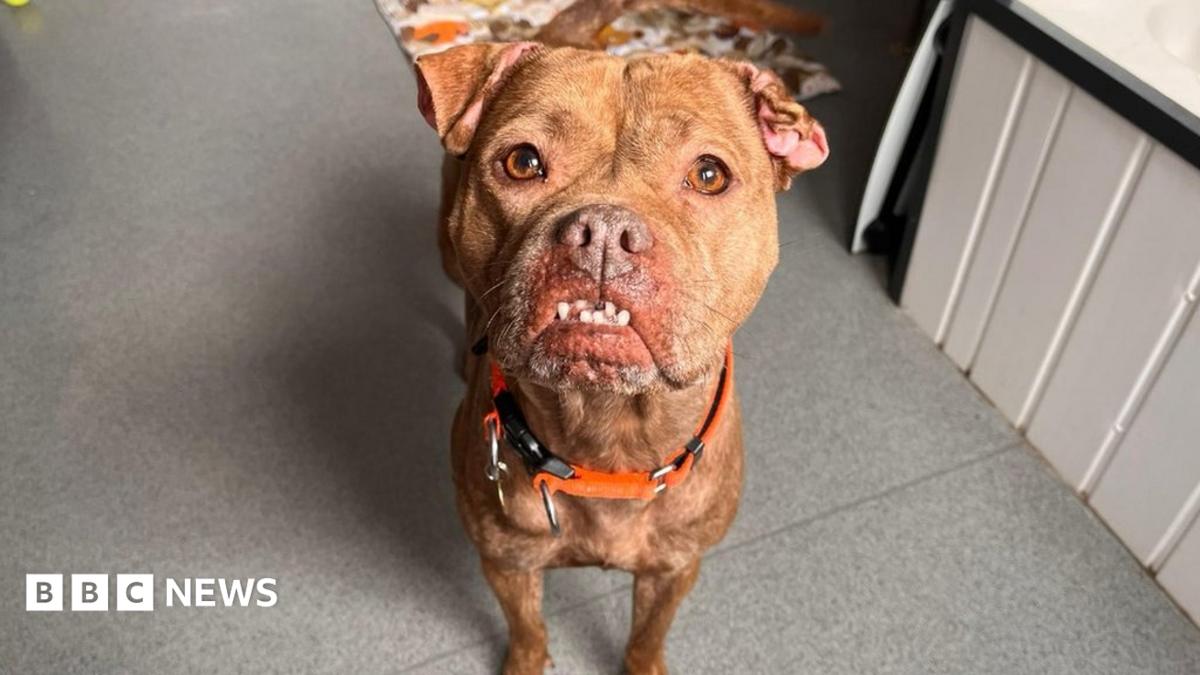 'Unphotogenic' dog waits six months to be rehomed - BBC News