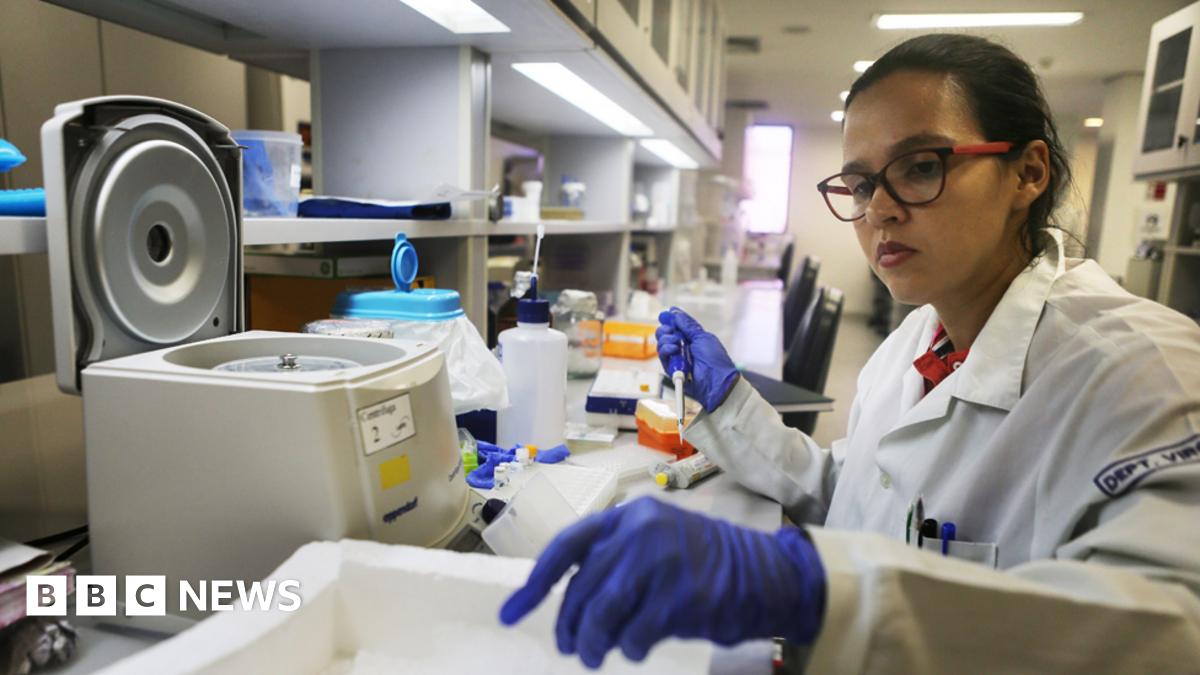 Zika virus: Risk of spread from Olympics 'very low' says WHO - BBC News