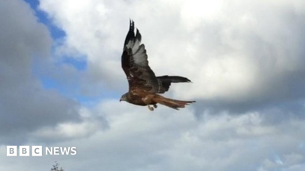 Red kites breeding programme: Injured bird of prey released after ...