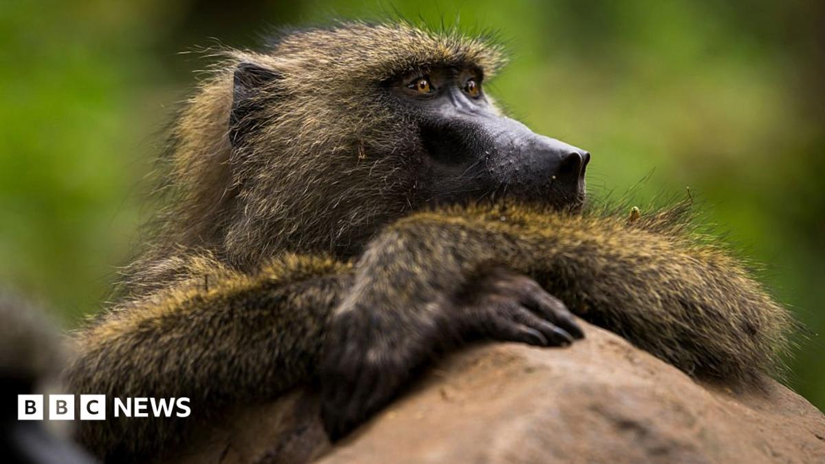 Baboon's death after two-week hunt sparks outcry in Taiwan - BBC News