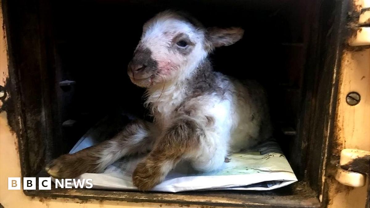 Lancashire farmer revives freezing lambs in Aga - BBC News
