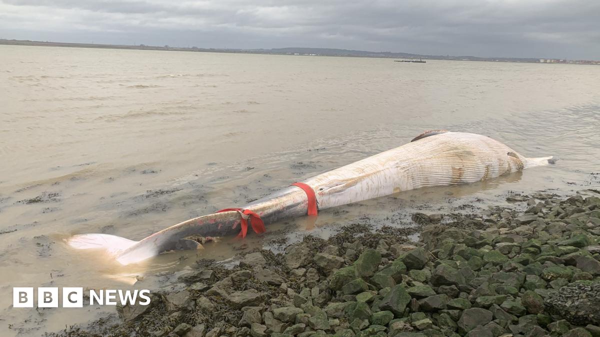 Kent: Public told to keep their distance as whale washes ashore - BBC News