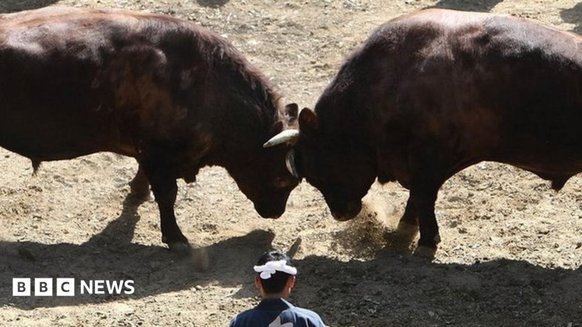 Japan bullfighting: Women allowed into 'pure' ring after ban lifted ...