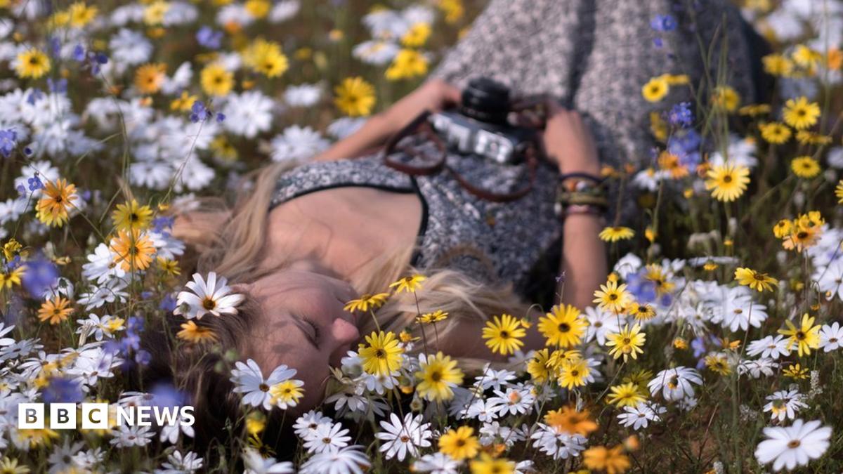 Spectacular super bloom transforms South African desert - BBC News
