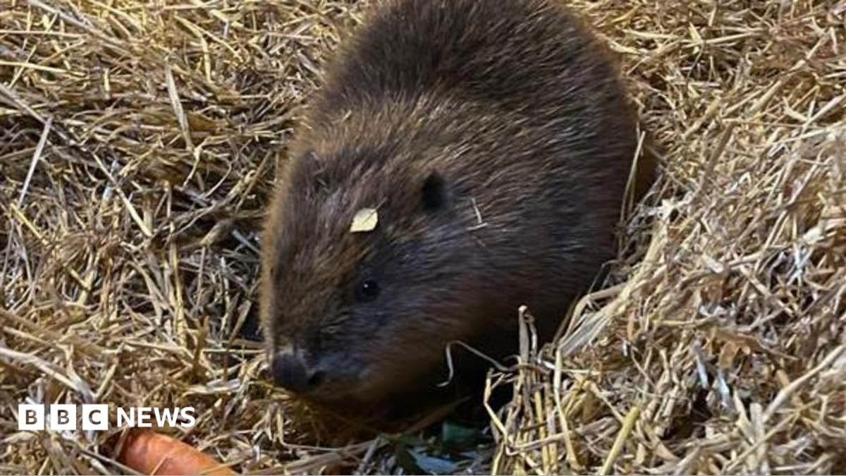 Young female beaver's arrival 'exciting moment' for sanctuary - BBC News