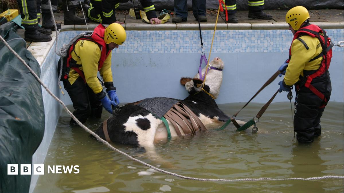 Hampshire's 20 years of animal rescue - BBC News