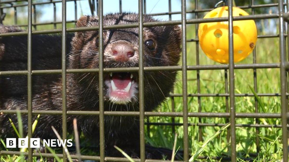 Eradicating invasive mink a 'realistic dream' say experts - BBC News