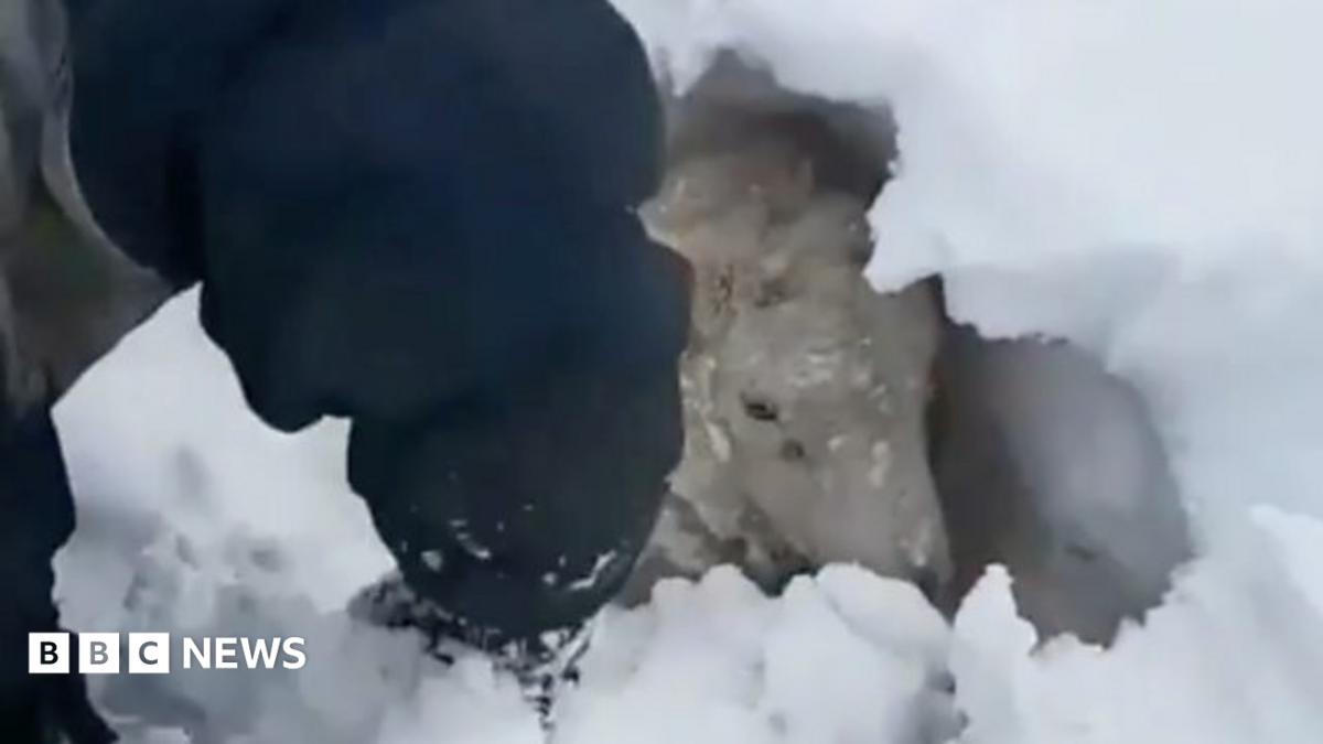 Farming couple dig sheep free from Powys snow drift - BBC News