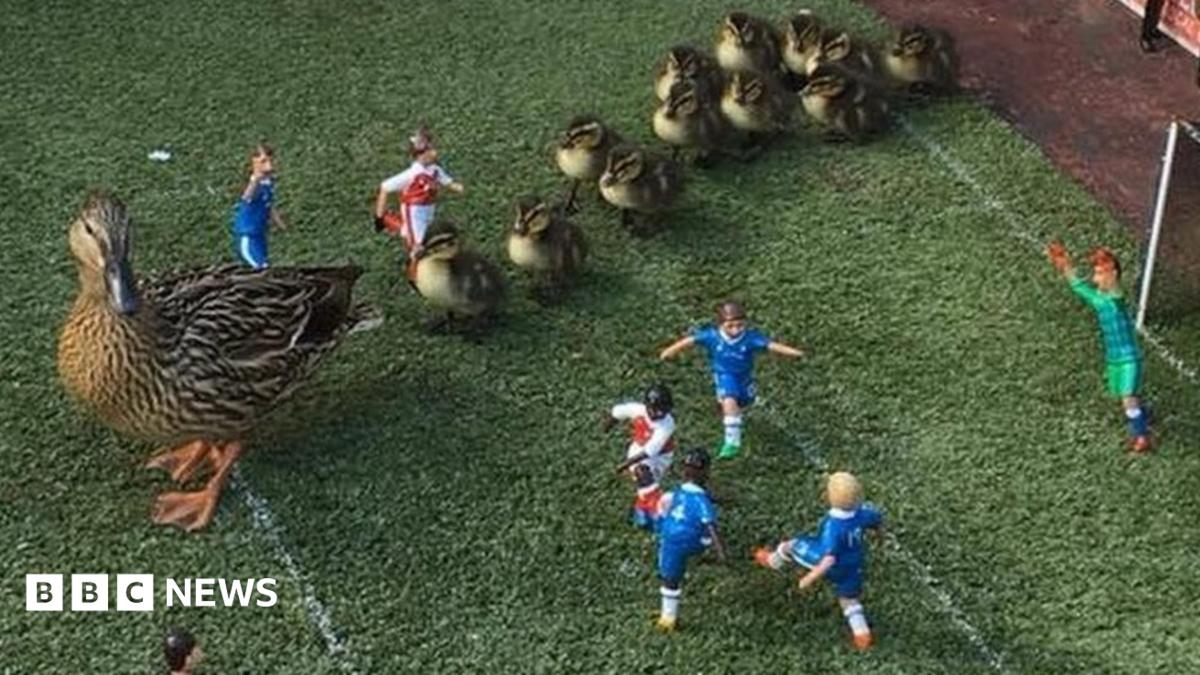 Ducklings invade football pitch at Babbacombe Model Village - BBC News