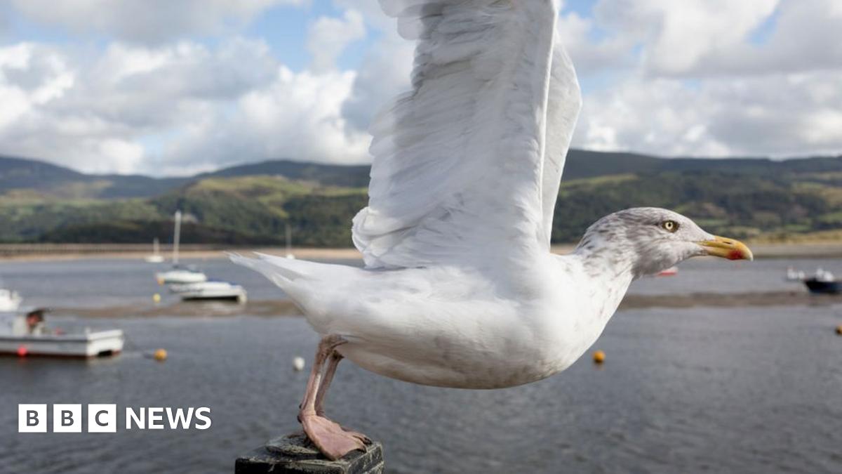 Aberystwyth: Rude plaque for man who hated seagulls removed - BBC News