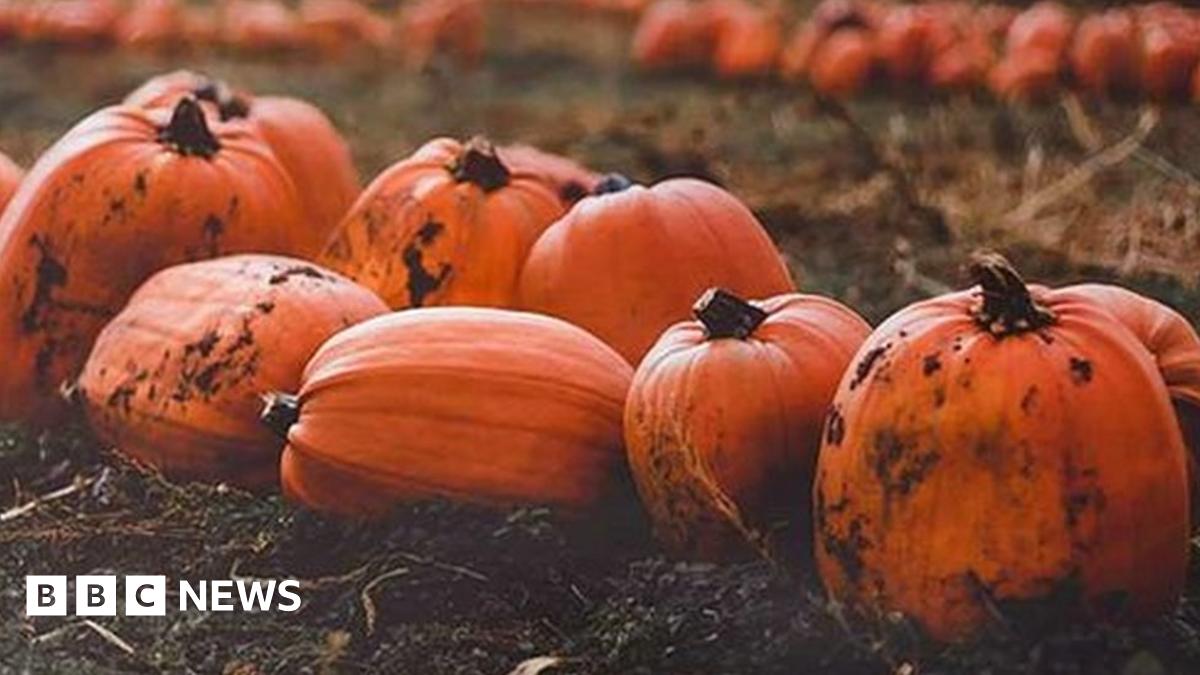 Halloween: Social media pumpkin picking boost for farmers - BBC News
