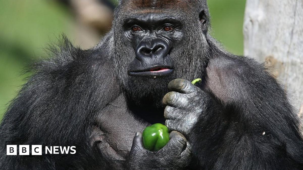 London Zoo gorilla Kumbuka recaptured after enclosure escape - BBC News