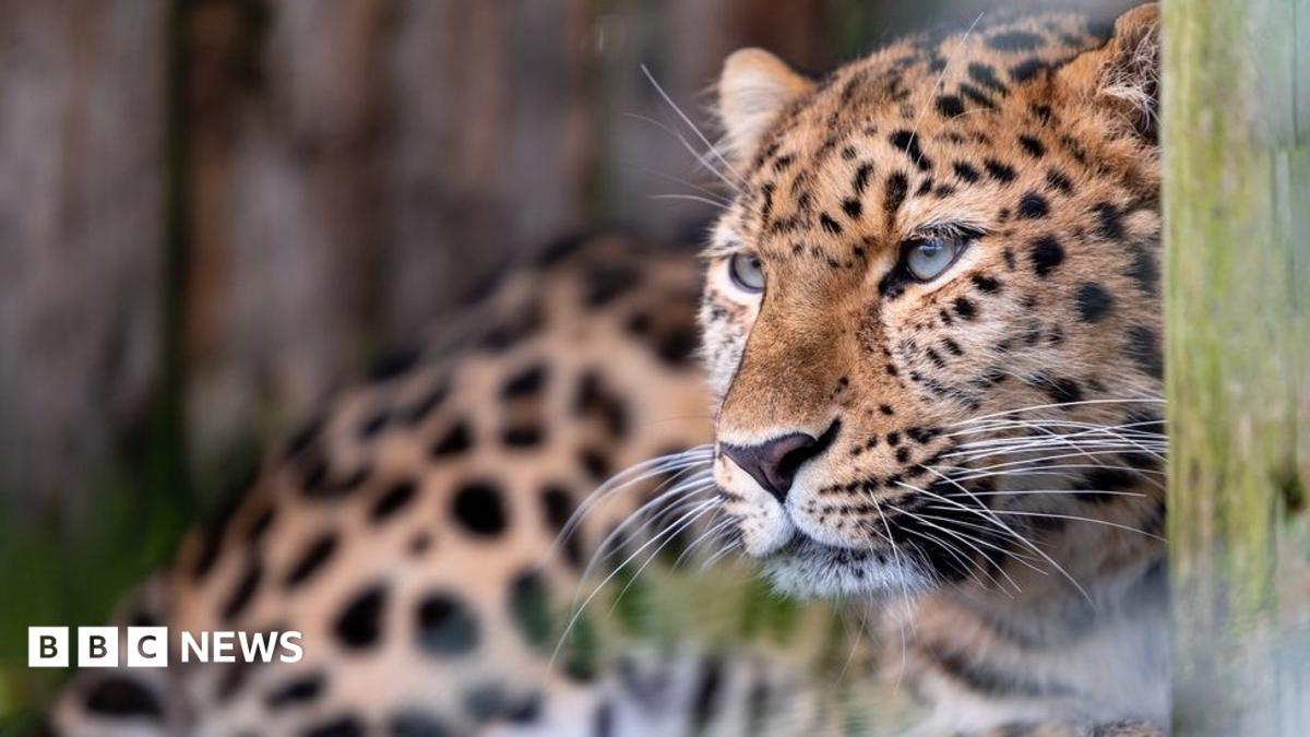 Smarden: Endangered leopard arrives in Kent for breeding - BBC News