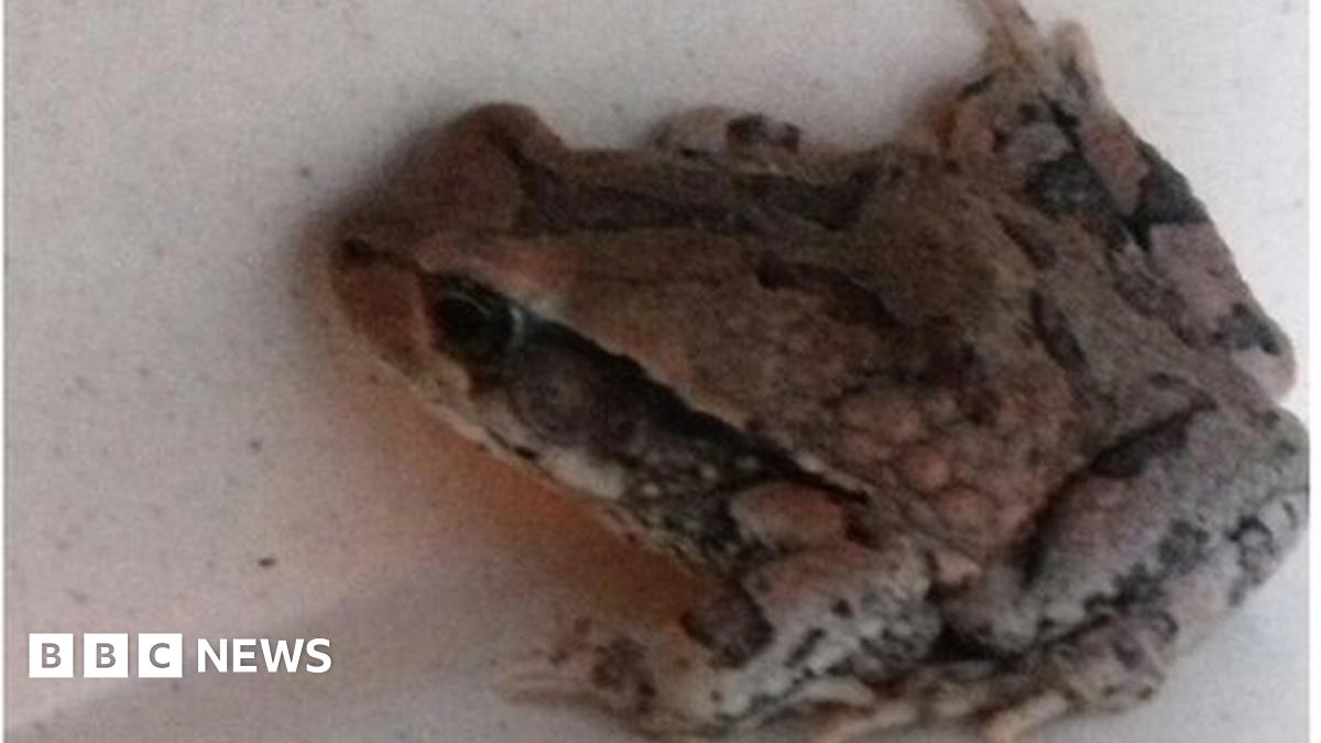Frog hitchhikes from South Africa to Edinburgh - BBC News