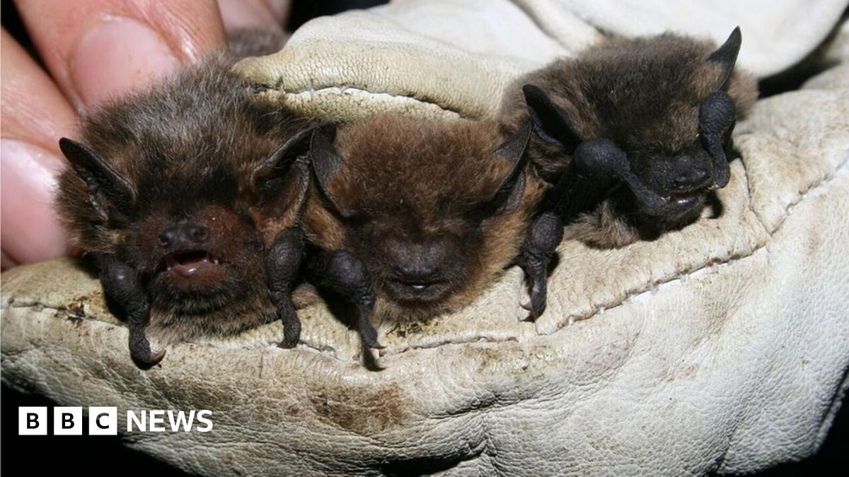Attenborough Nature Reserve ranger finds more than 1,000 species - BBC News