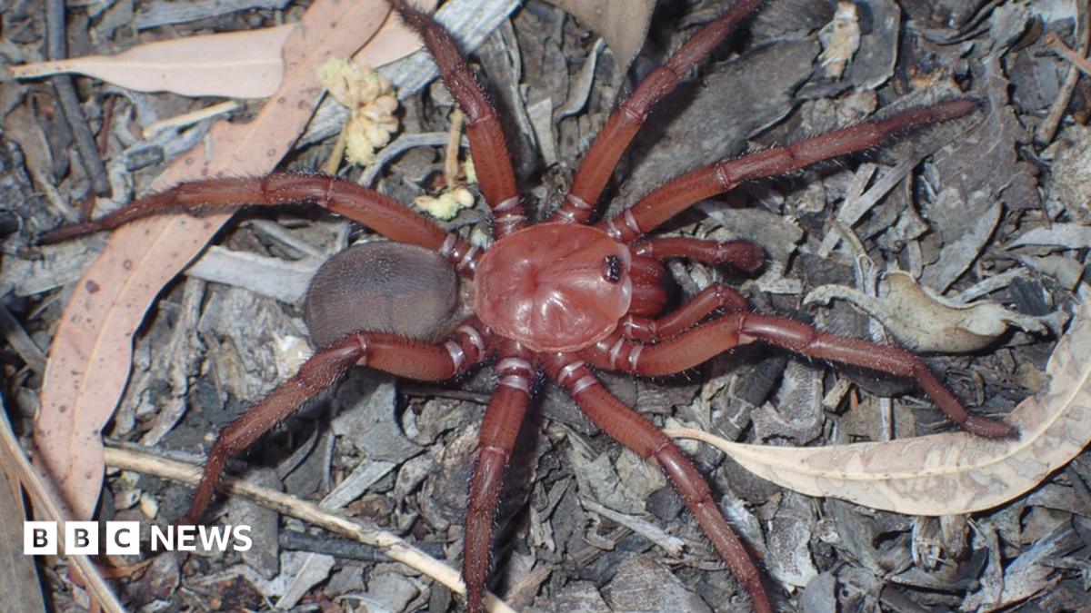 Trapdoor spider: New giant species found in Australia - BBC News