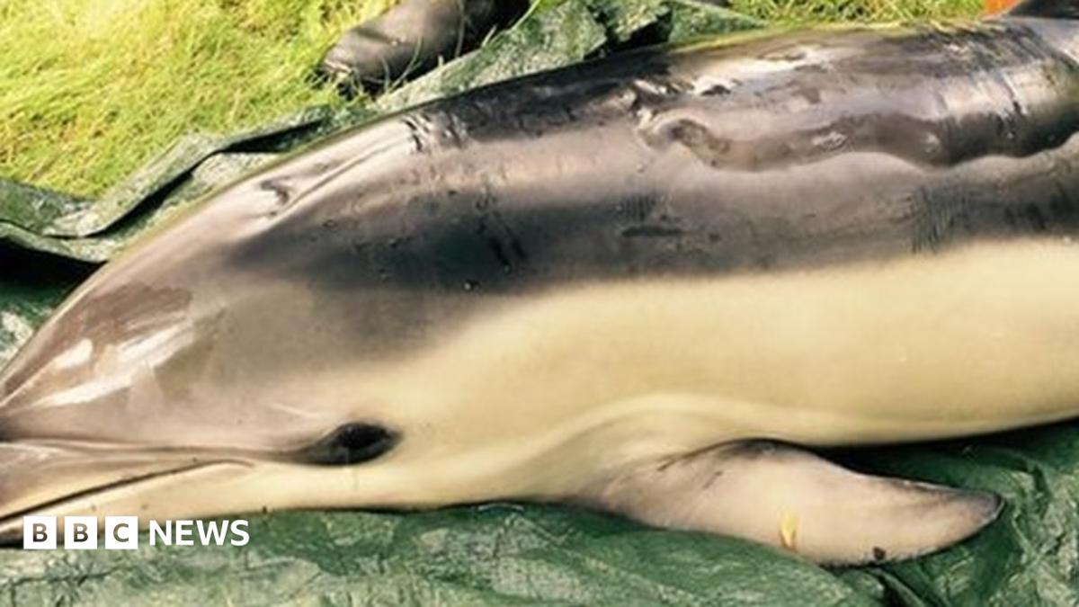 Dolphin found with suspected 'sunburn' put down - BBC News