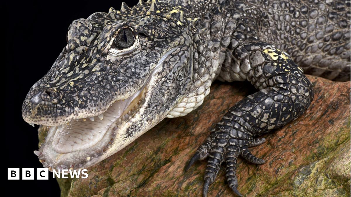 Alligator on gas snaps up Ig Nobel prize - BBC News