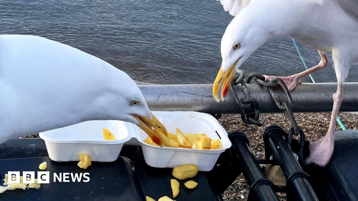 Noisy nuisance or natural wonder? Why there's no easy answer to ...