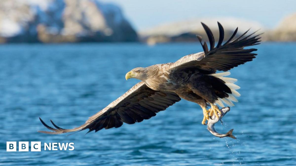 White-tailed eagle returns to England - BBC News