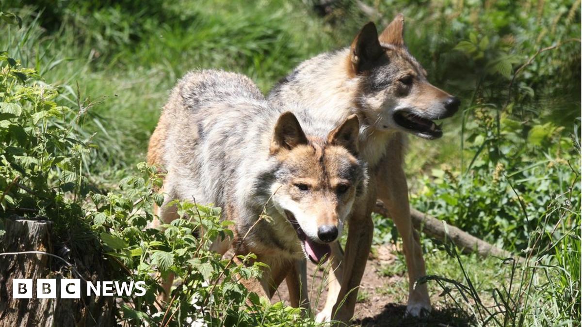 Wolf hunters deployed to French Alps - BBC News