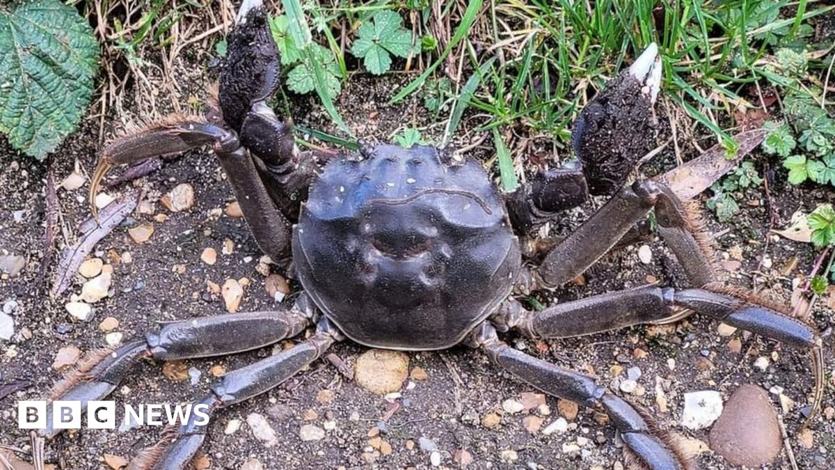 Invasive Mitten Crab spotting across Peterborough called 'bizarre ...