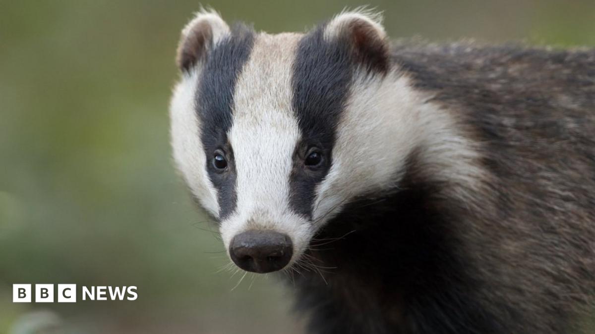 Berwick cemetery badger sett relocation plan blocked - BBC News