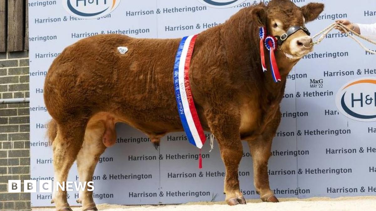 Rambo the Limousin bull sells for £189,000 by Conwy farmer - BBC News