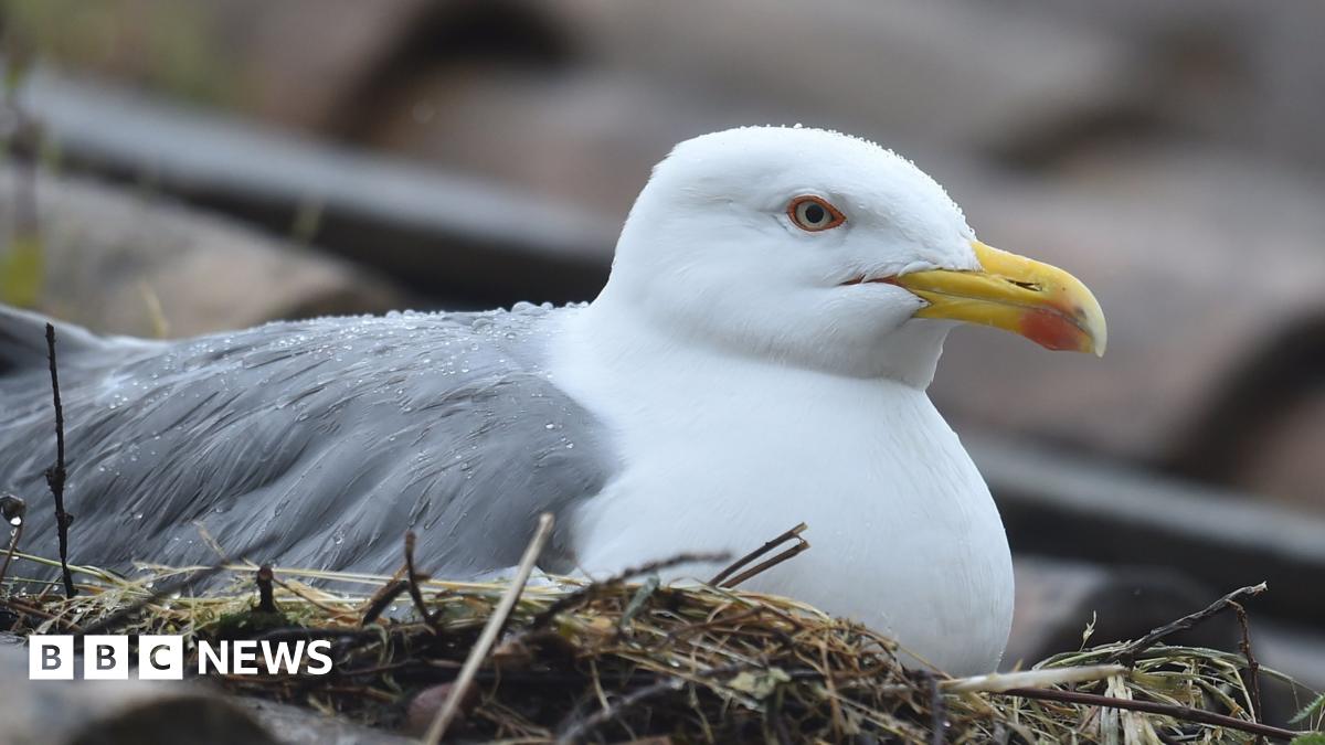 Rallying cry issued in Dumfries seagull struggle - BBC News