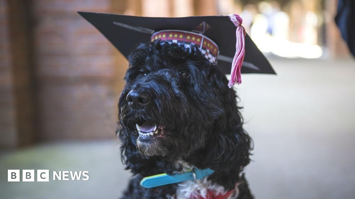 Boris the dog attends University of Reading graduation - BBC News