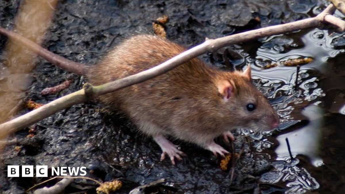Rats to be removed from Round Island in Scilly - BBC News