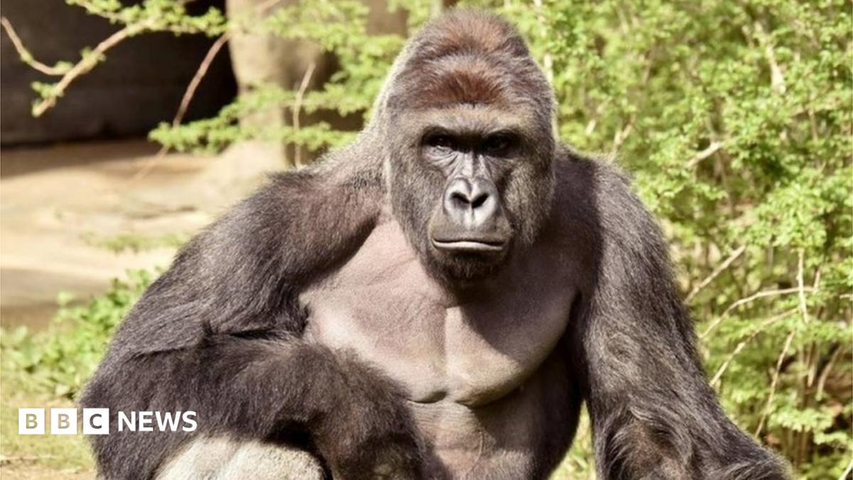 Cincinnati gorilla shooting: Police to investigate parents - BBC News