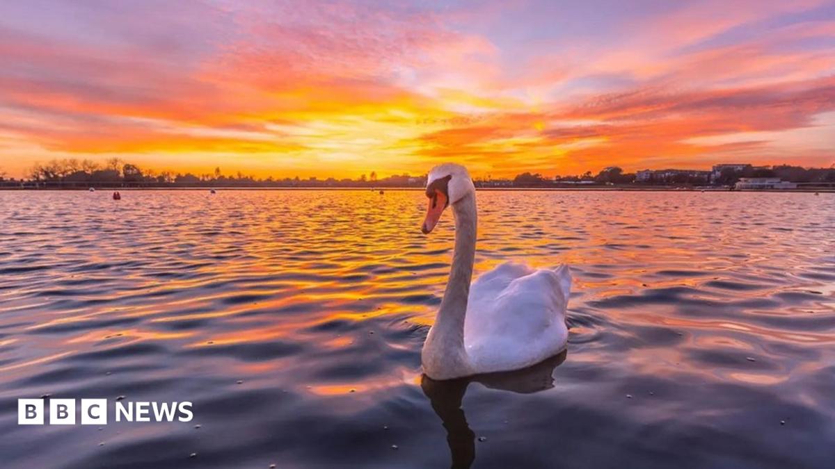 Dorset's Big Picture: 12 February - 18 February 2024 - BBC News