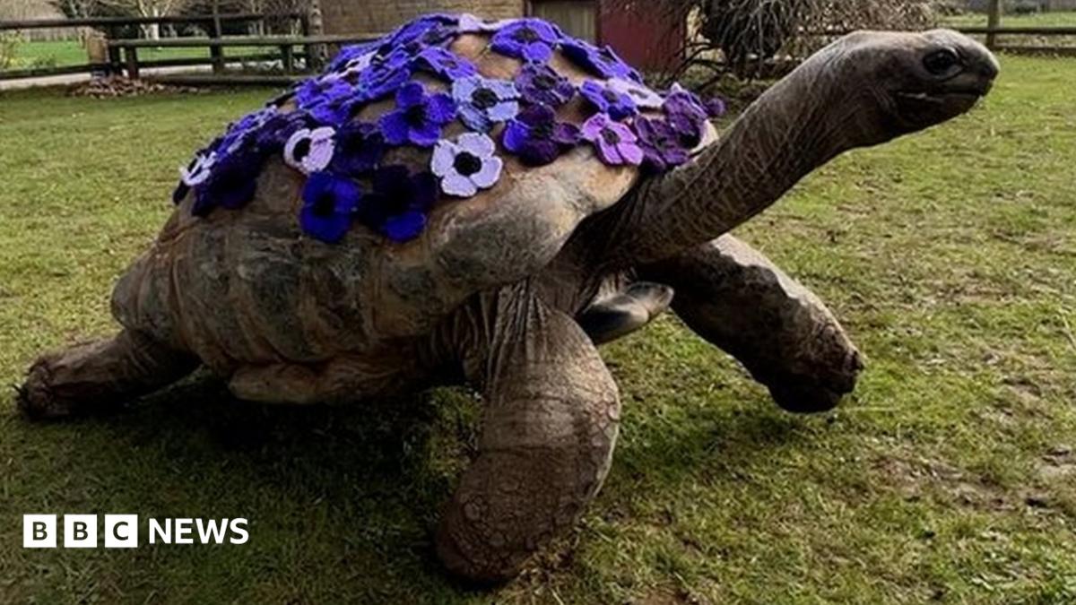 Cotswold Wildlife Park helps launch International War Animal Day - BBC News