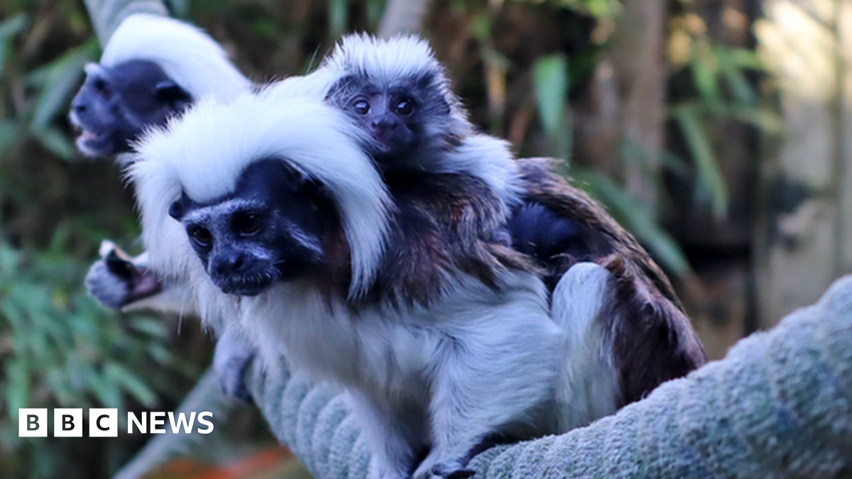 Drusillas Park chooses 'endangered' name Nigel for rare monkey - BBC News