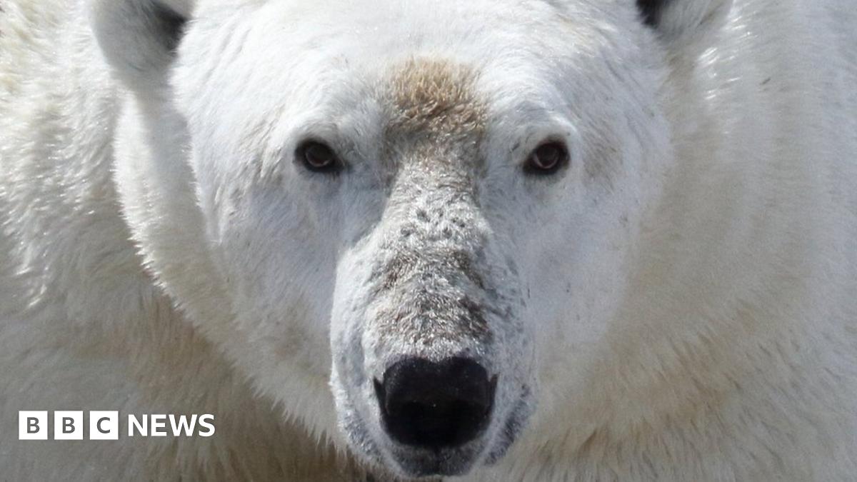 Climate change: Polar bears face starvation threat as ice melts - BBC News