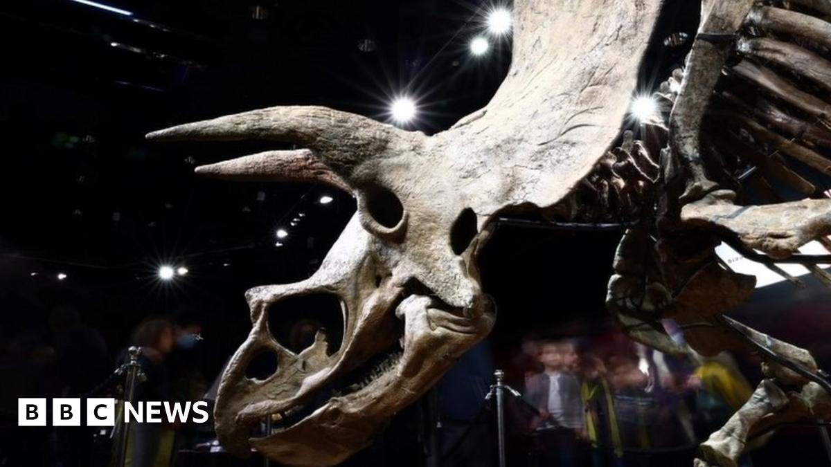 Big John, largest known triceratops skeleton, sold at auction - BBC News
