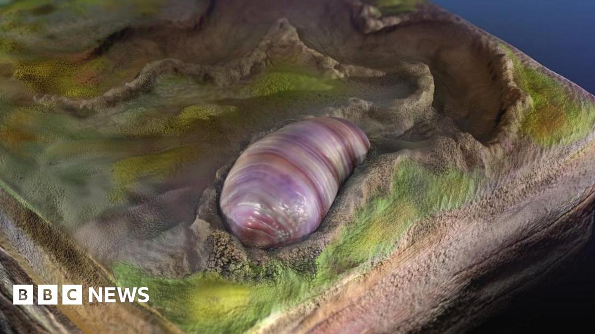 Fossil worm shows us our evolutionary beginnings - BBC News