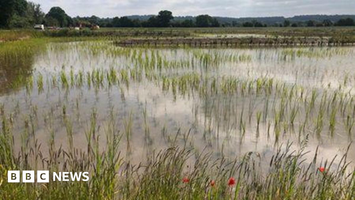 Luston wetlands scheme to remove pollutant gets award - BBC News