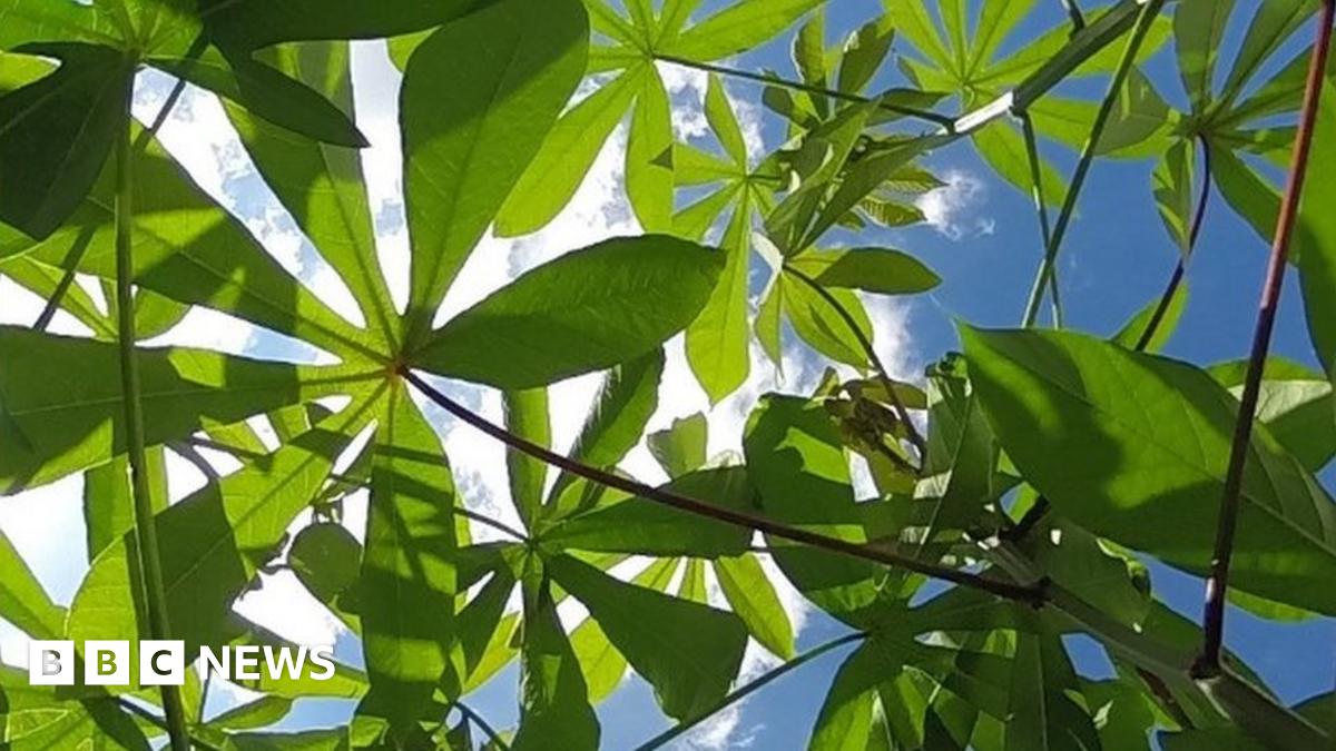 Genetic breakthrough: Crops use more sunlight to grow - BBC News